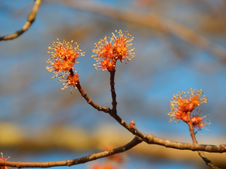 Life Cycle of a Maple Tree Activities for Kids - Nature Inspired Learning