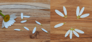 50 Sorting and Classification Activities for Pre-K and Kindergarten