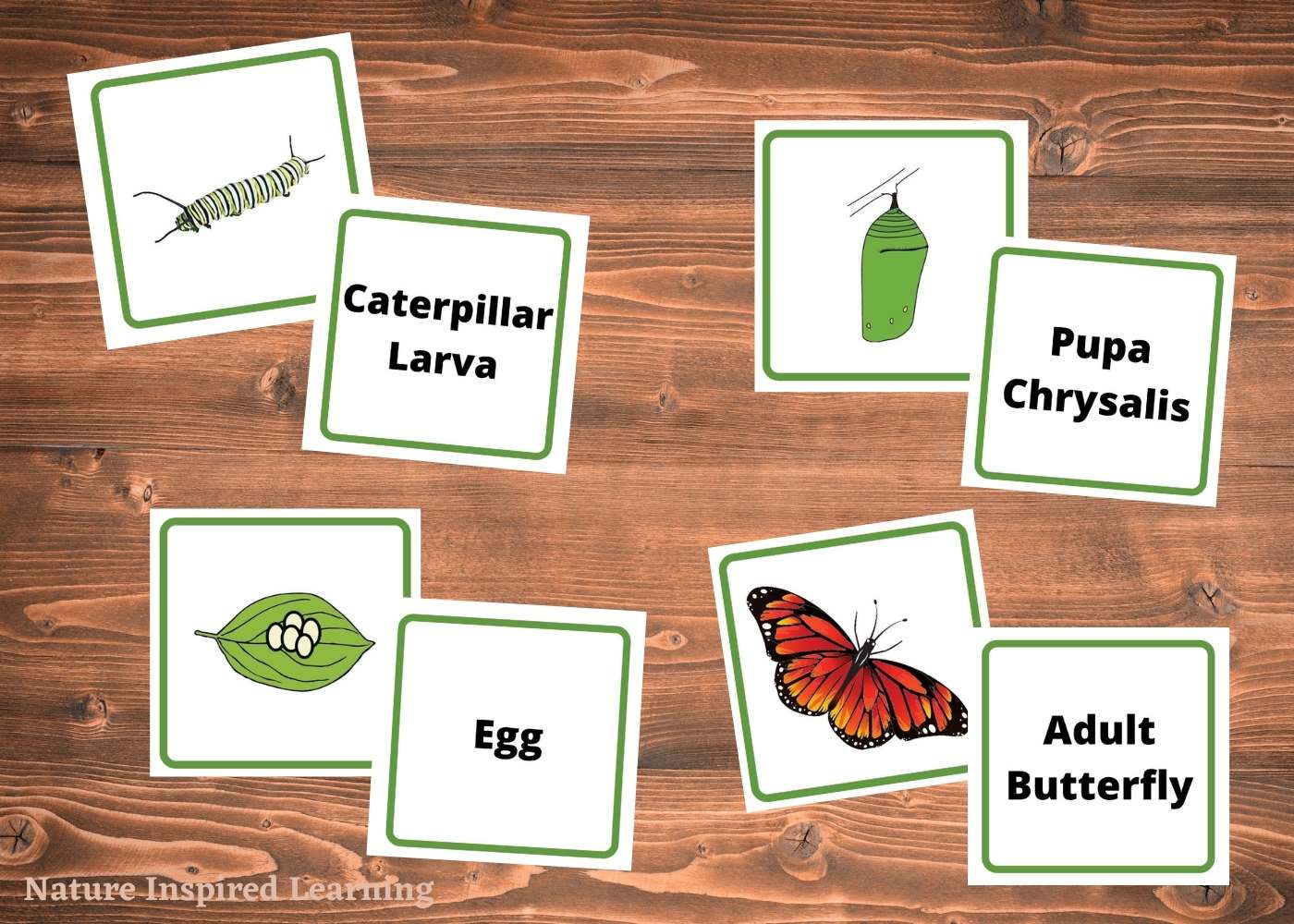 Free Life Cycle of a Butterfly Worksheets and Printables