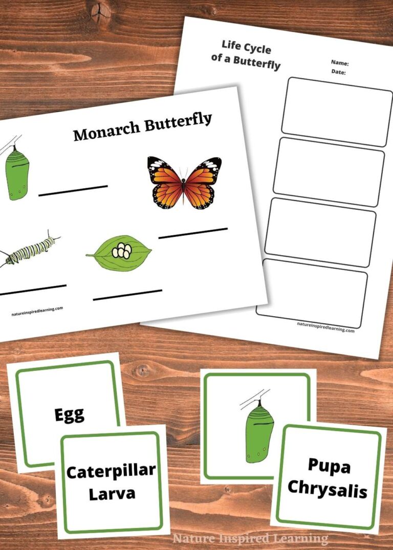 Free Life Cycle of a Butterfly Worksheets and Printables