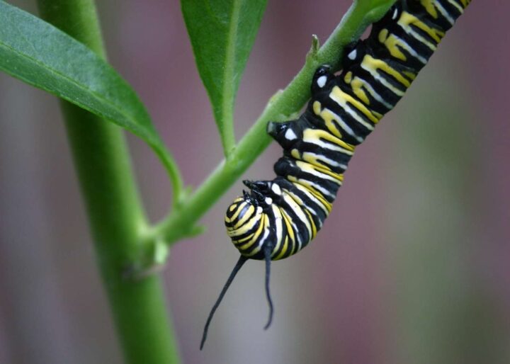 Free Life Cycle of a Butterfly Worksheets and Printables