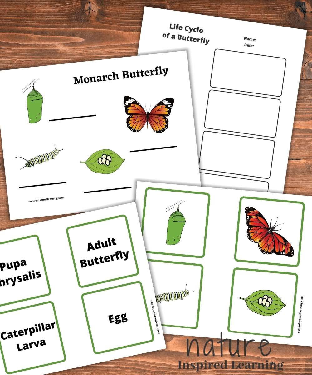 Free Life Cycle of a Butterfly Worksheets and Printables