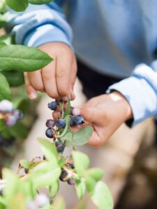 Blueberry Activities for Kids - Nature Inspired Learning