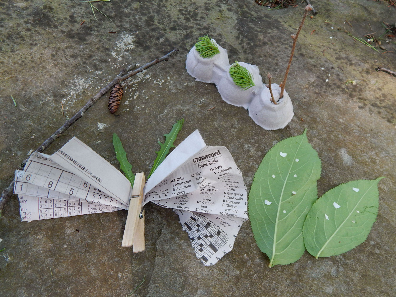 Free Life Cycle of a Butterfly Worksheets and Printables