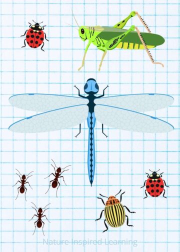 Insect and Bug Books for Kids of All Ages - Nature Inspired Learning