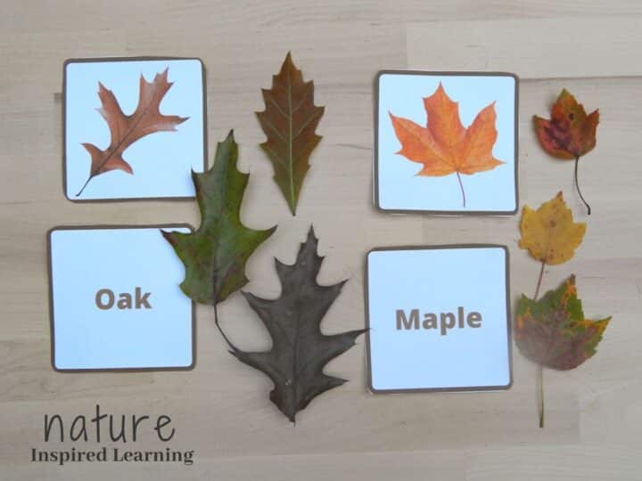 Fall Leaf Printables and Activities for Kids
