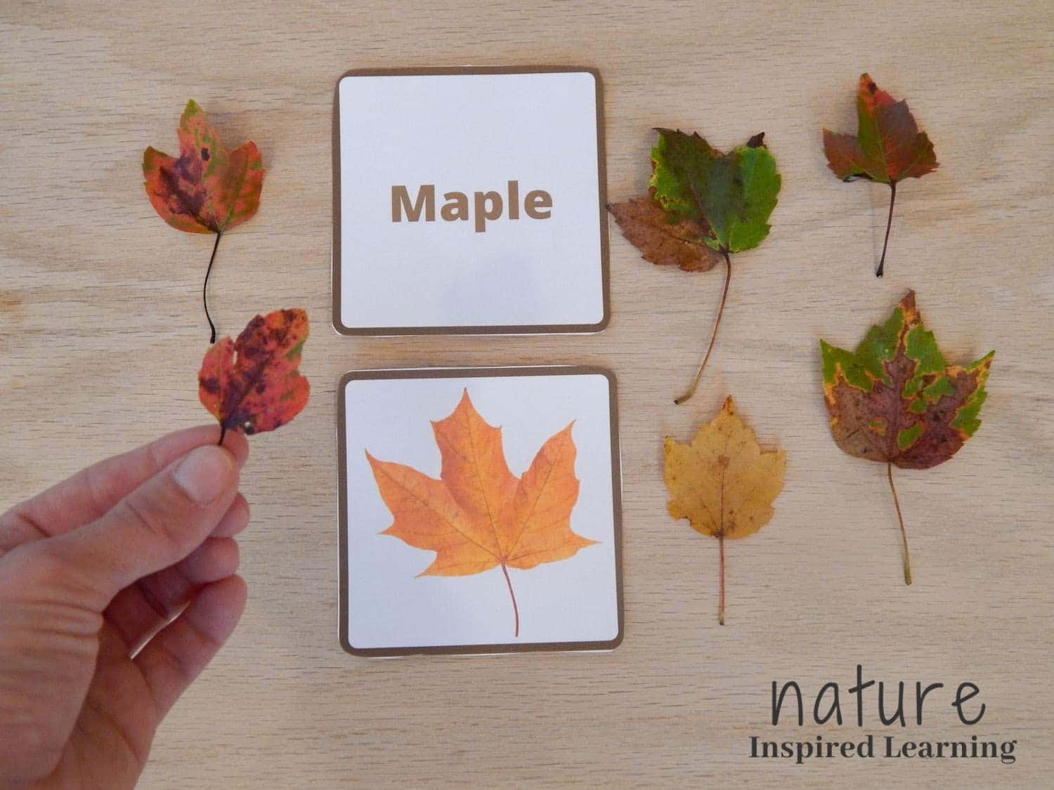 Fall Leaf Printables and Activities for Kids