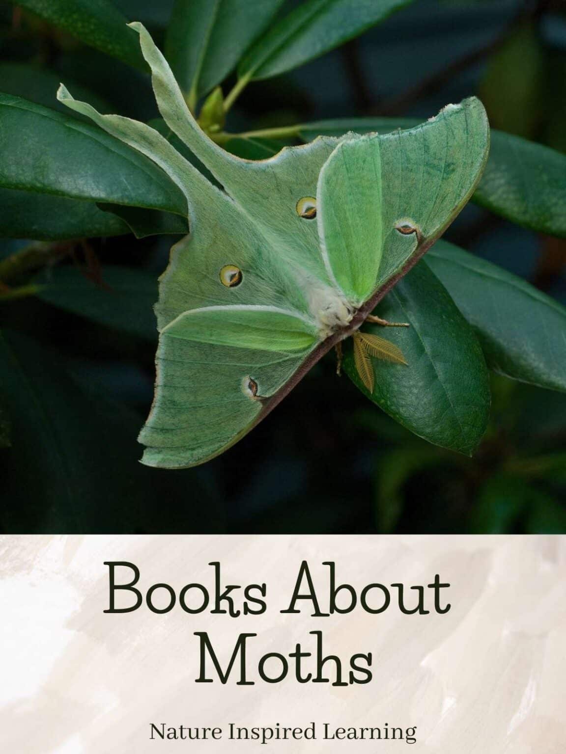 Beautiful Butterfly Children's Books - Nature Inspired Learning