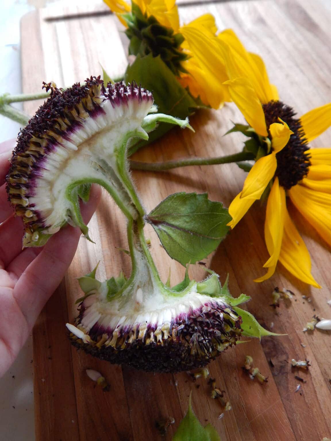 Sunflower Exploration with Free Printables
