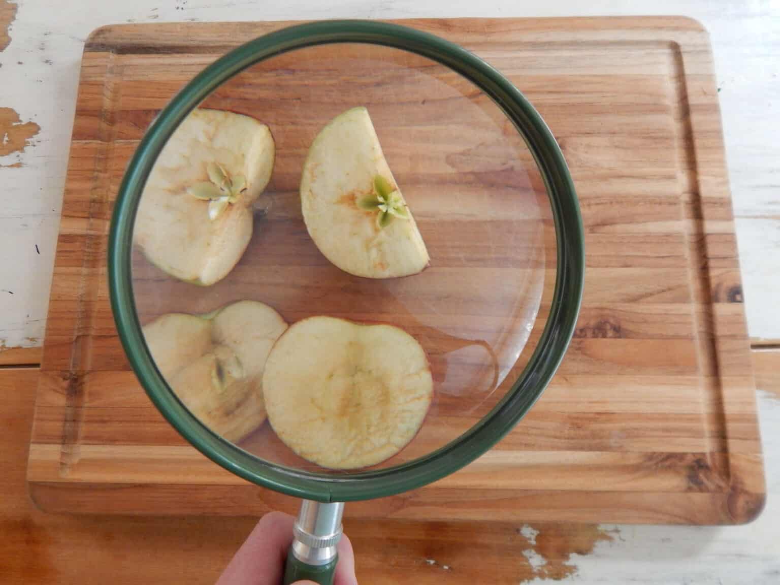 Parts of an Apple with Free Printables