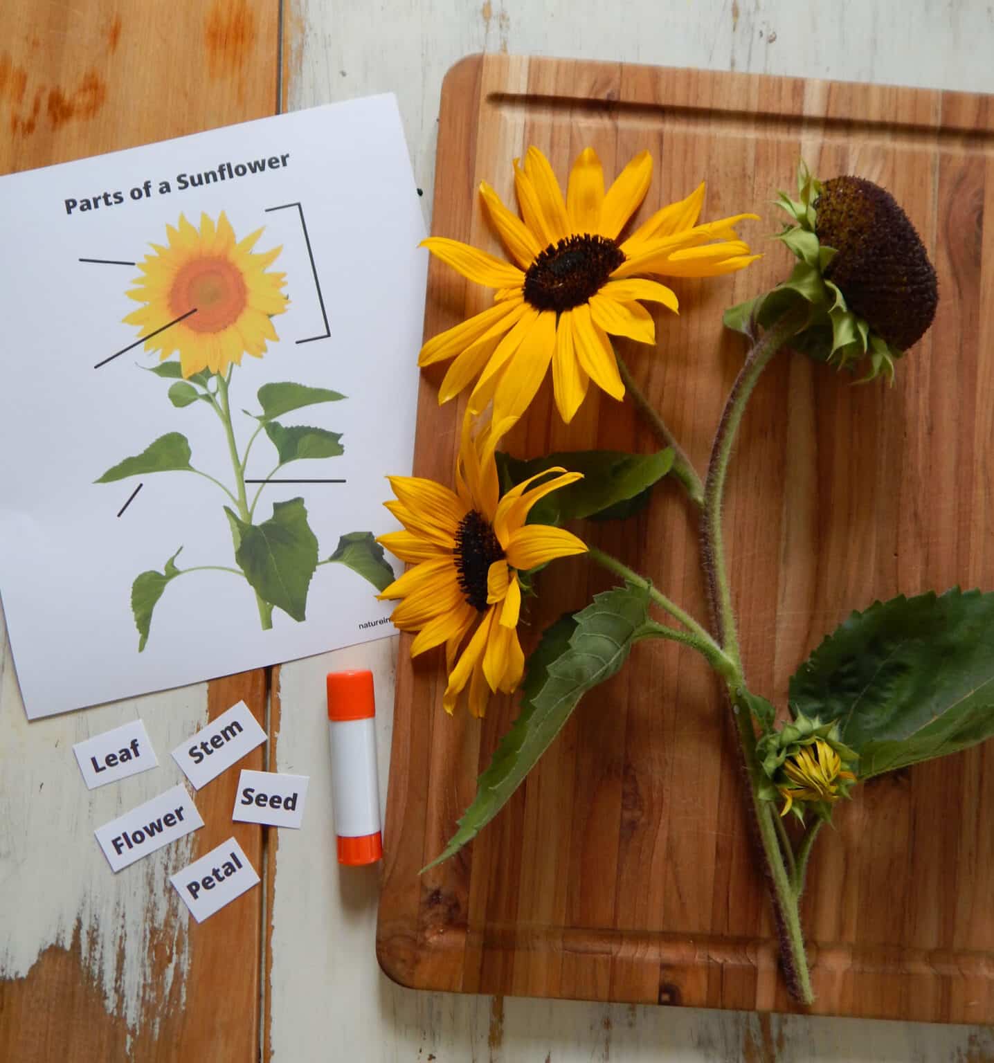 Sunflower Exploration with Free Printables