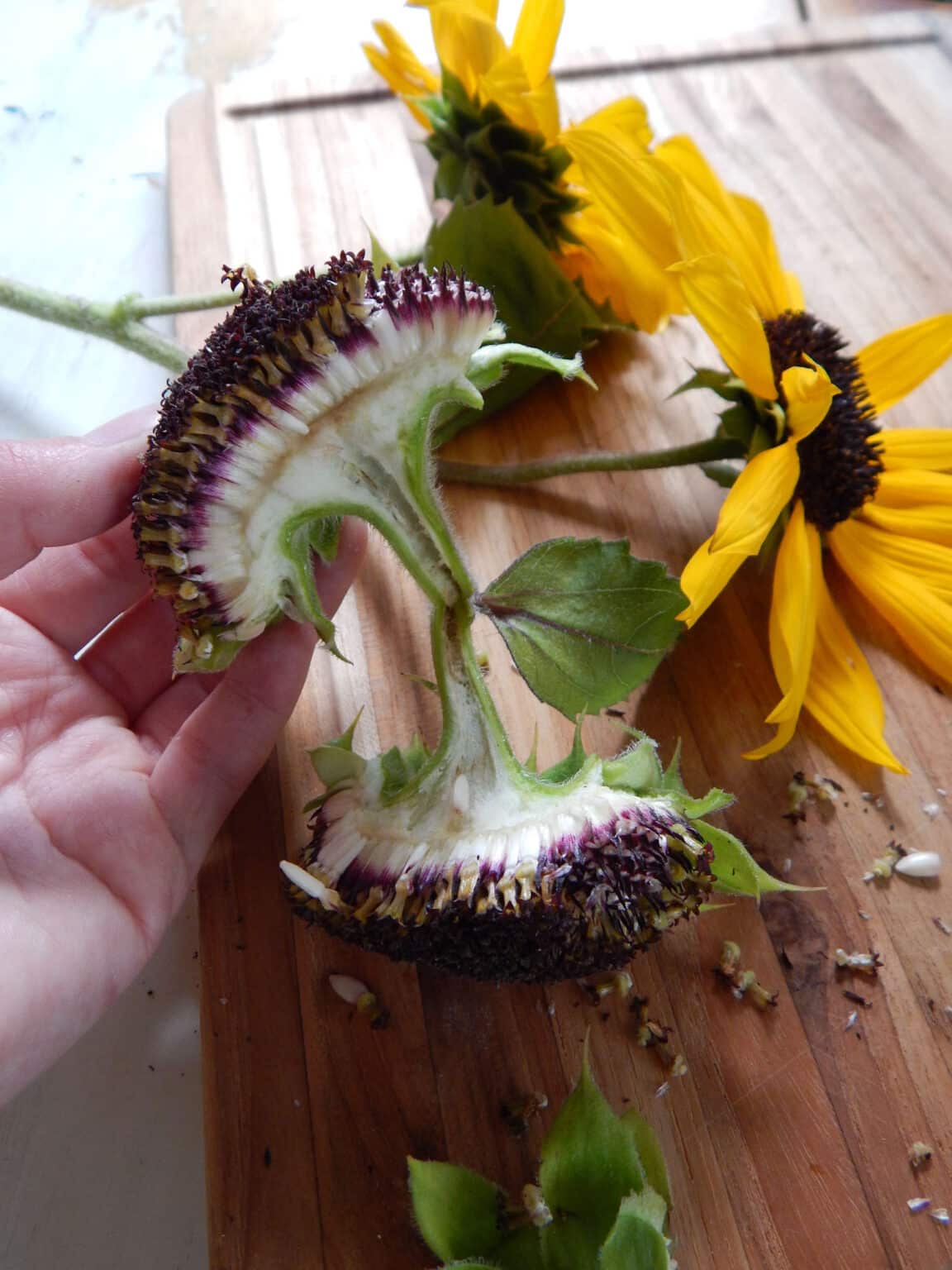 Sunflower Exploration with Free Printables