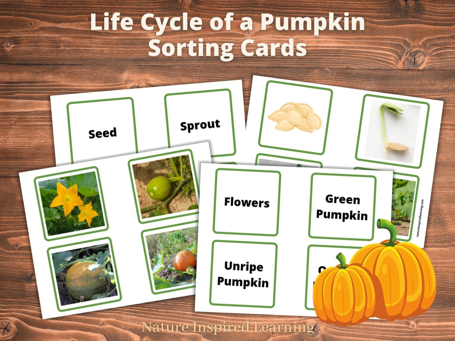 Life Cycle of a Pumpkin Printables