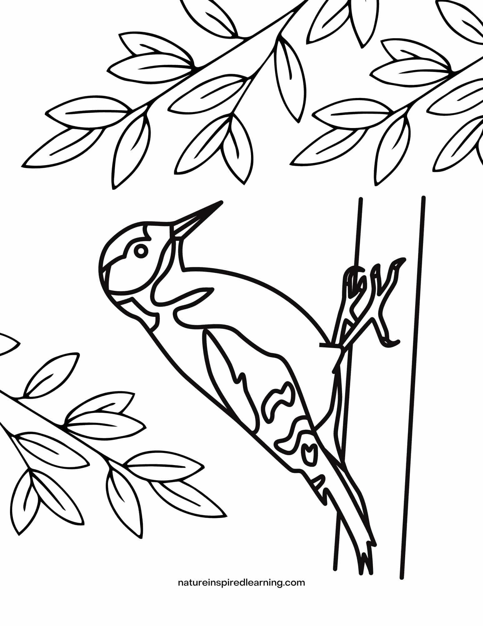 Free Realistic Bird Coloring Pages - Nature Inspired Learning