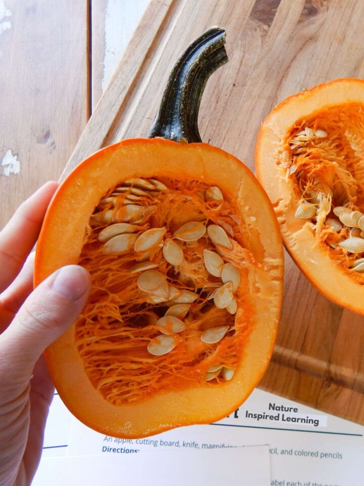 Pumpkin Exploration with Printables