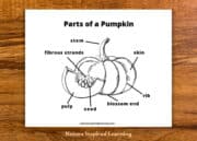 Pumpkin Exploration with Printables