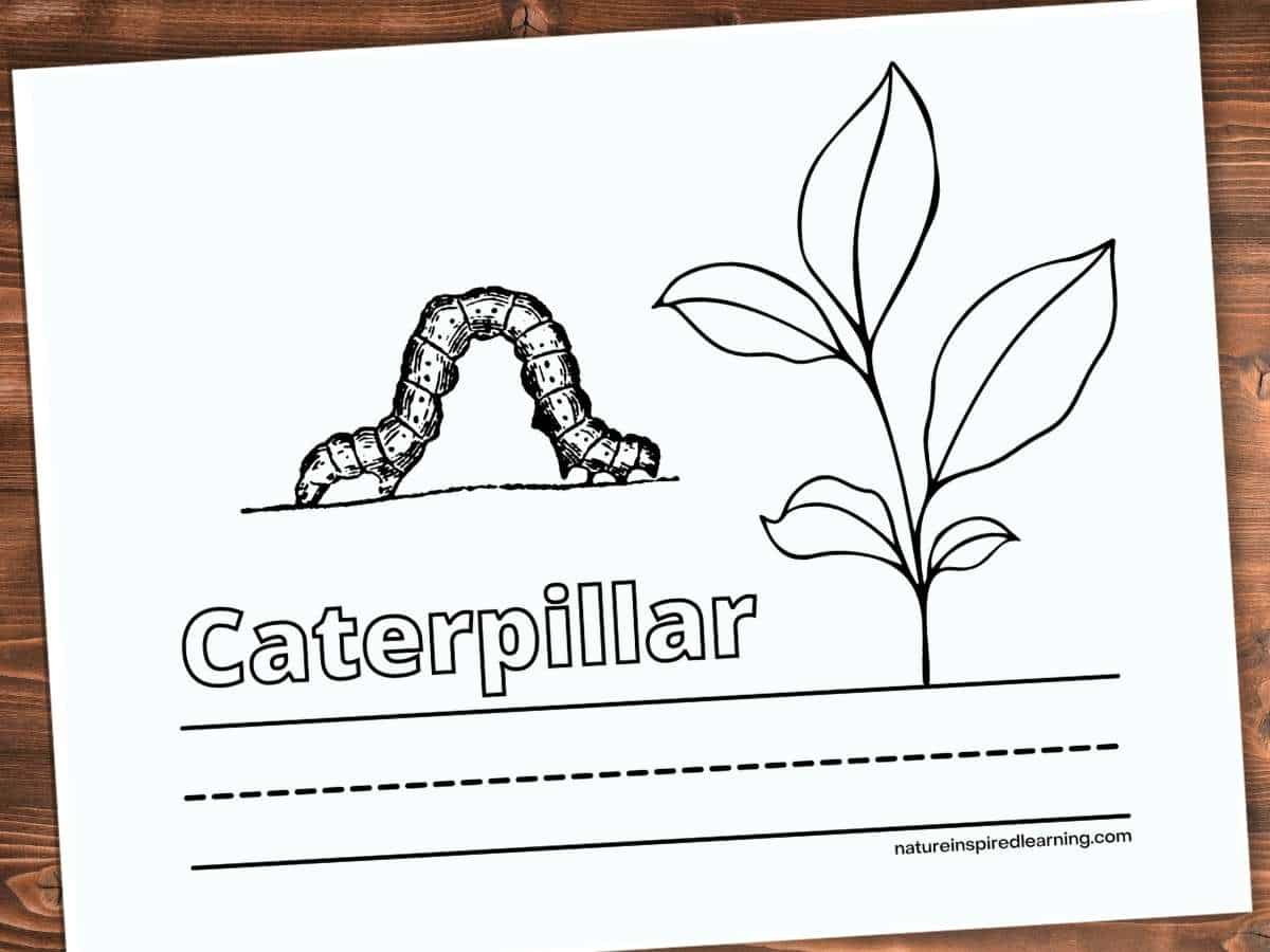 Caterpillar Coloring Pages - Nature Inspired Learning