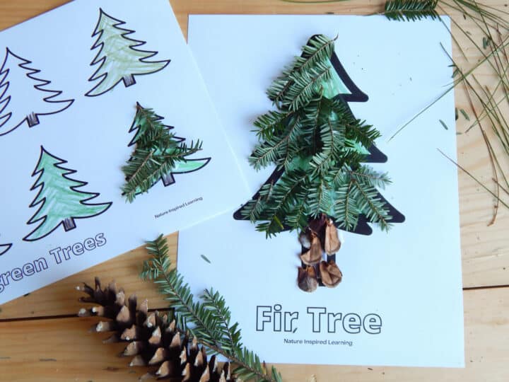 Pine Tree Coloring Pages - Nature Inspired Learning