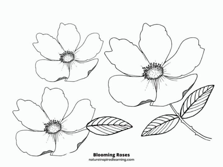 Realistic Rose Coloring Pages - Nature Inspired Learning