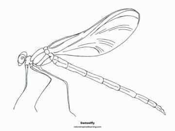 Realistic Dragonfly Coloring Pages - Nature Inspired Learning