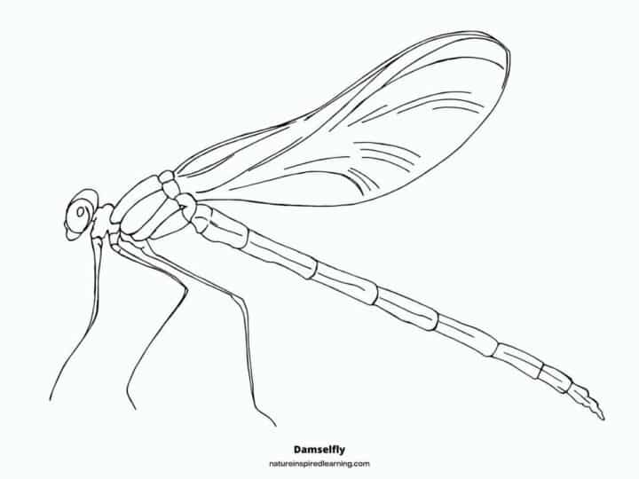 Realistic Dragonfly Coloring Pages - Nature Inspired Learning
