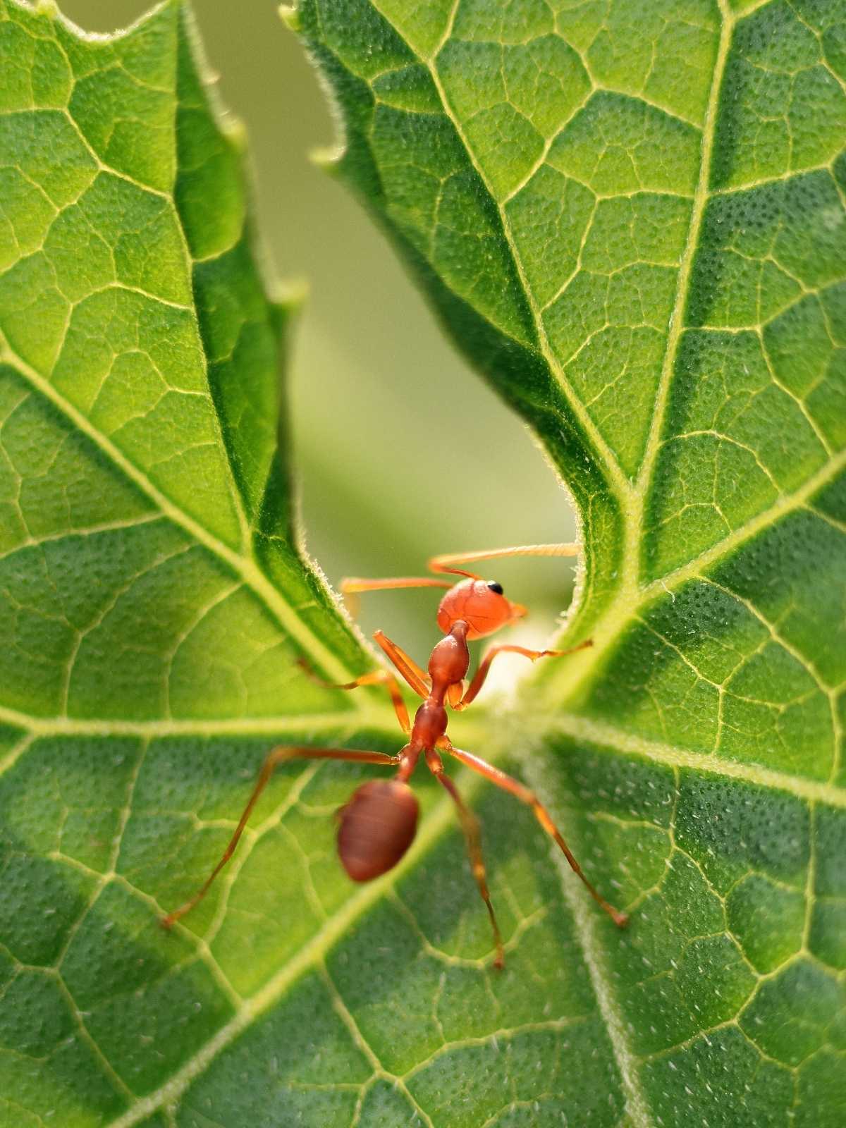 Realistic Ant Coloring Pages - Nature Inspired Learning