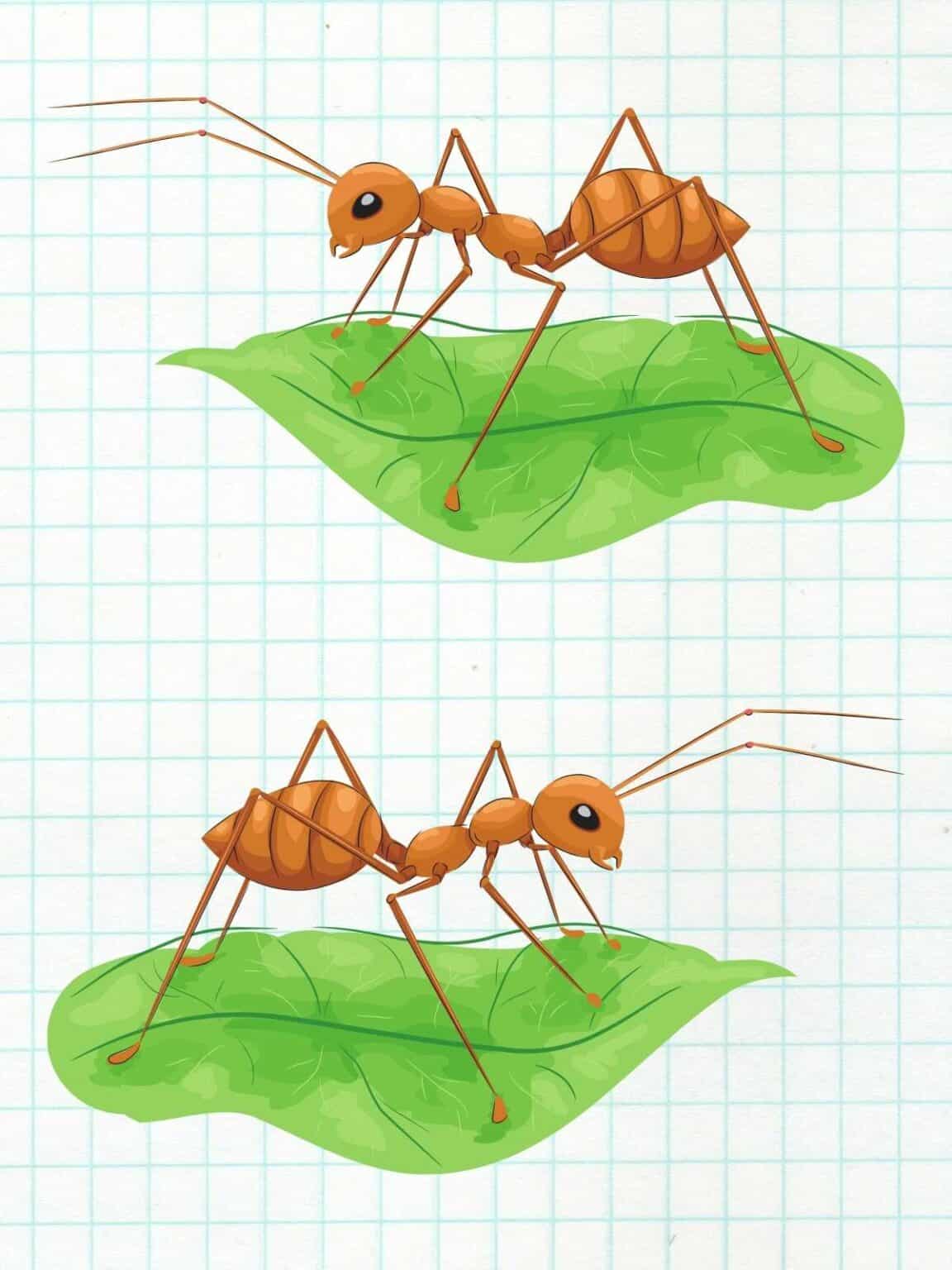 Amazing Children's Books about Ants - Nature Inspired Learning