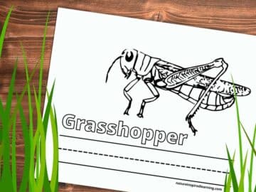Unique Grasshopper Coloring Pages - Nature Inspired Learning