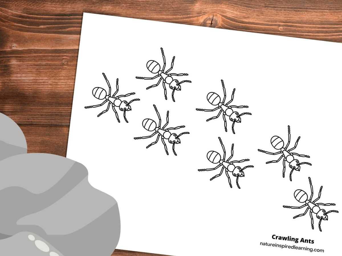 Realistic Ant Coloring Pages - Nature Inspired Learning
