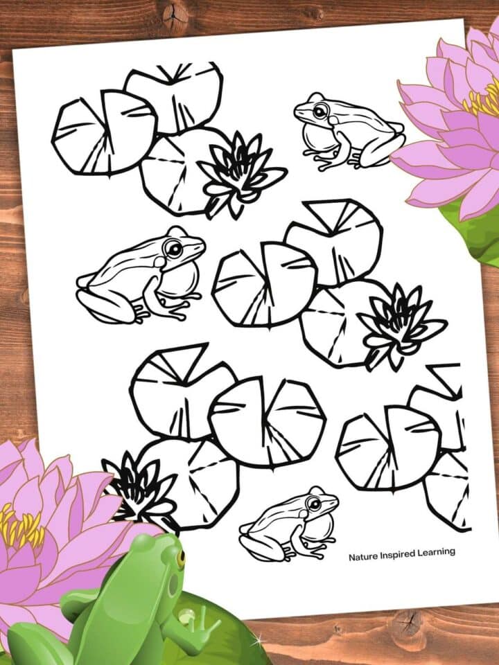 Realistic Frog Coloring Pages