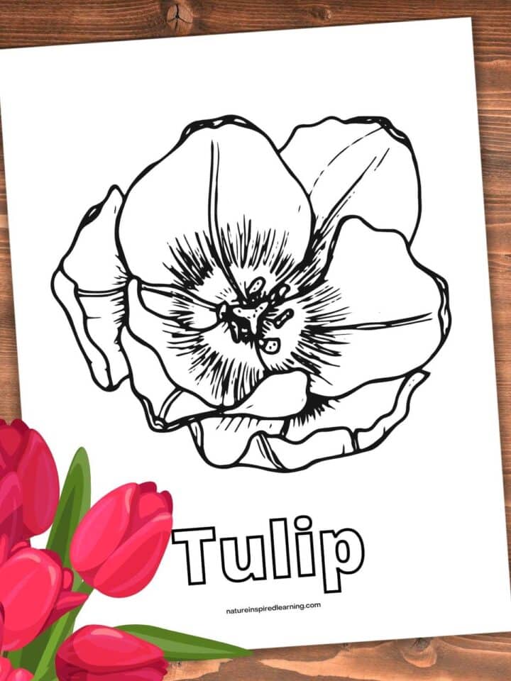 Beautiful Tulip Coloring Pages - Nature Inspired Learning