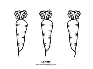 Simple Carrot Coloring Pages - Nature Inspired Learning