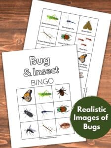 Free Bug and Insect Bingo - Nature Inspired Learning