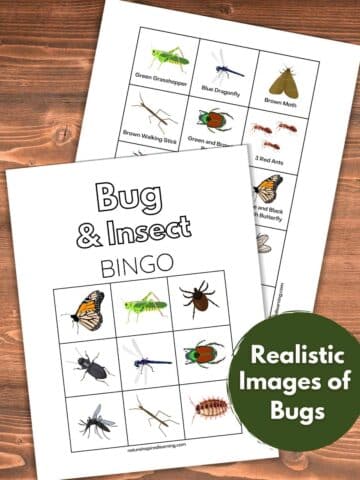 Free Bug and Insect Bingo - Nature Inspired Learning