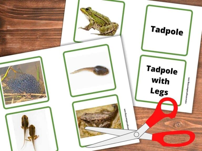 Life Cycle of a Frog Printables - Nature Inspired Learning