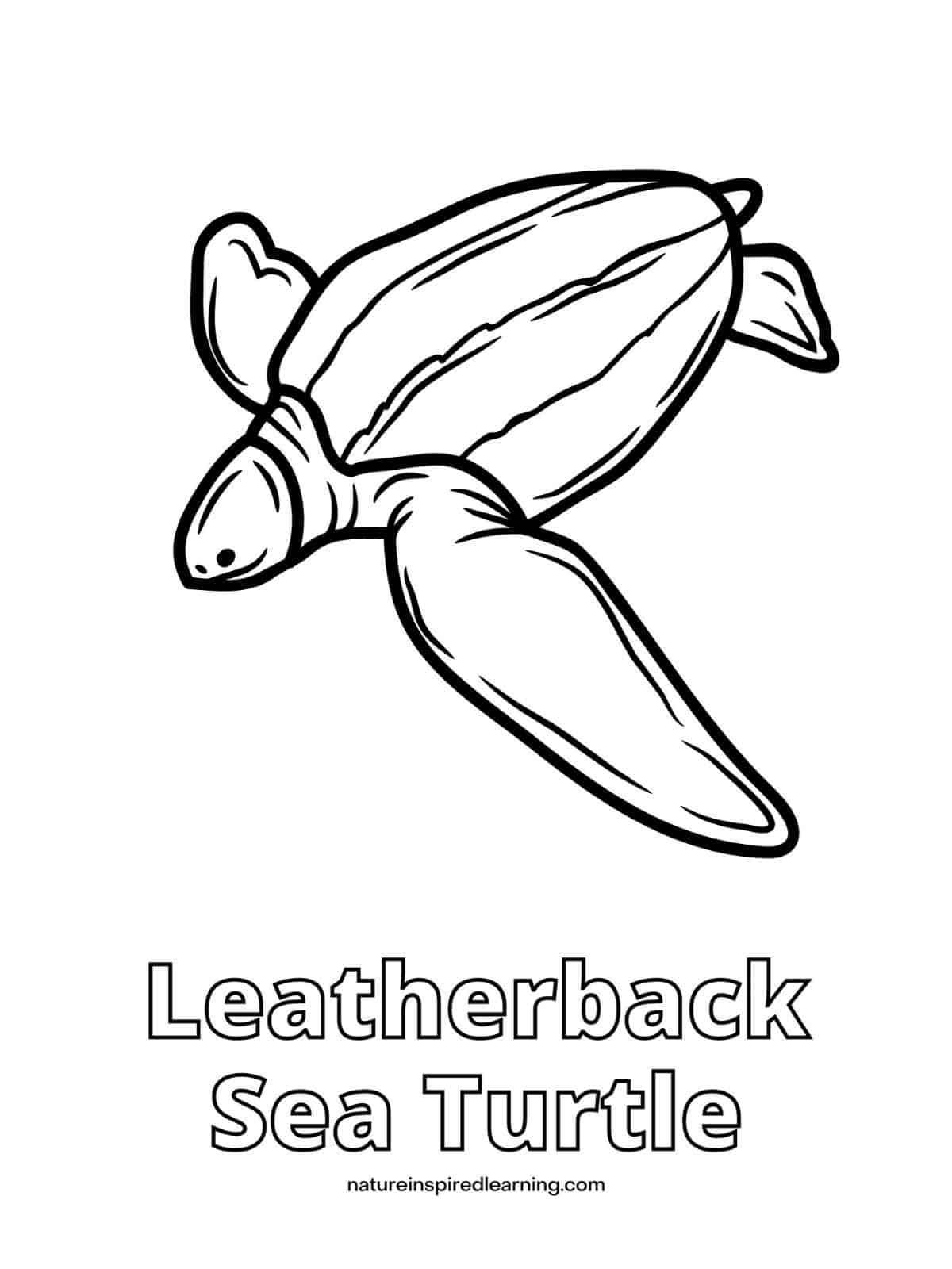 Beautiful Sea Turtle Coloring Pages - Nature Inspired Learning