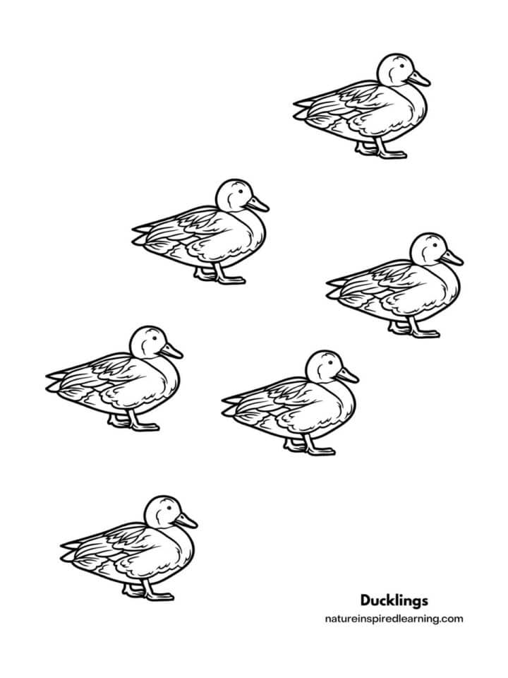Realistic Duck Coloring Pages - Nature Inspired Learning