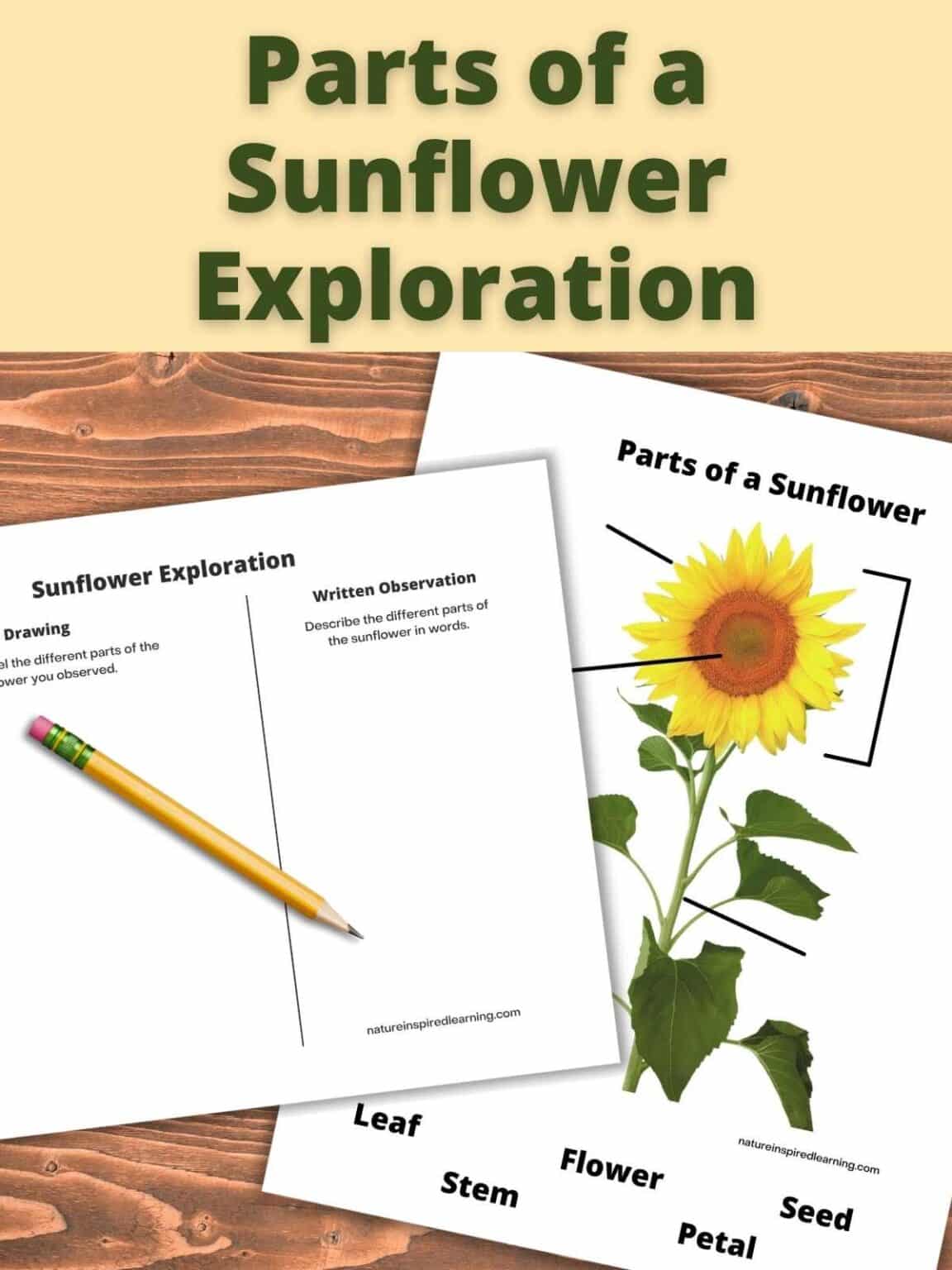 Sunflower Exploration with Free Printables