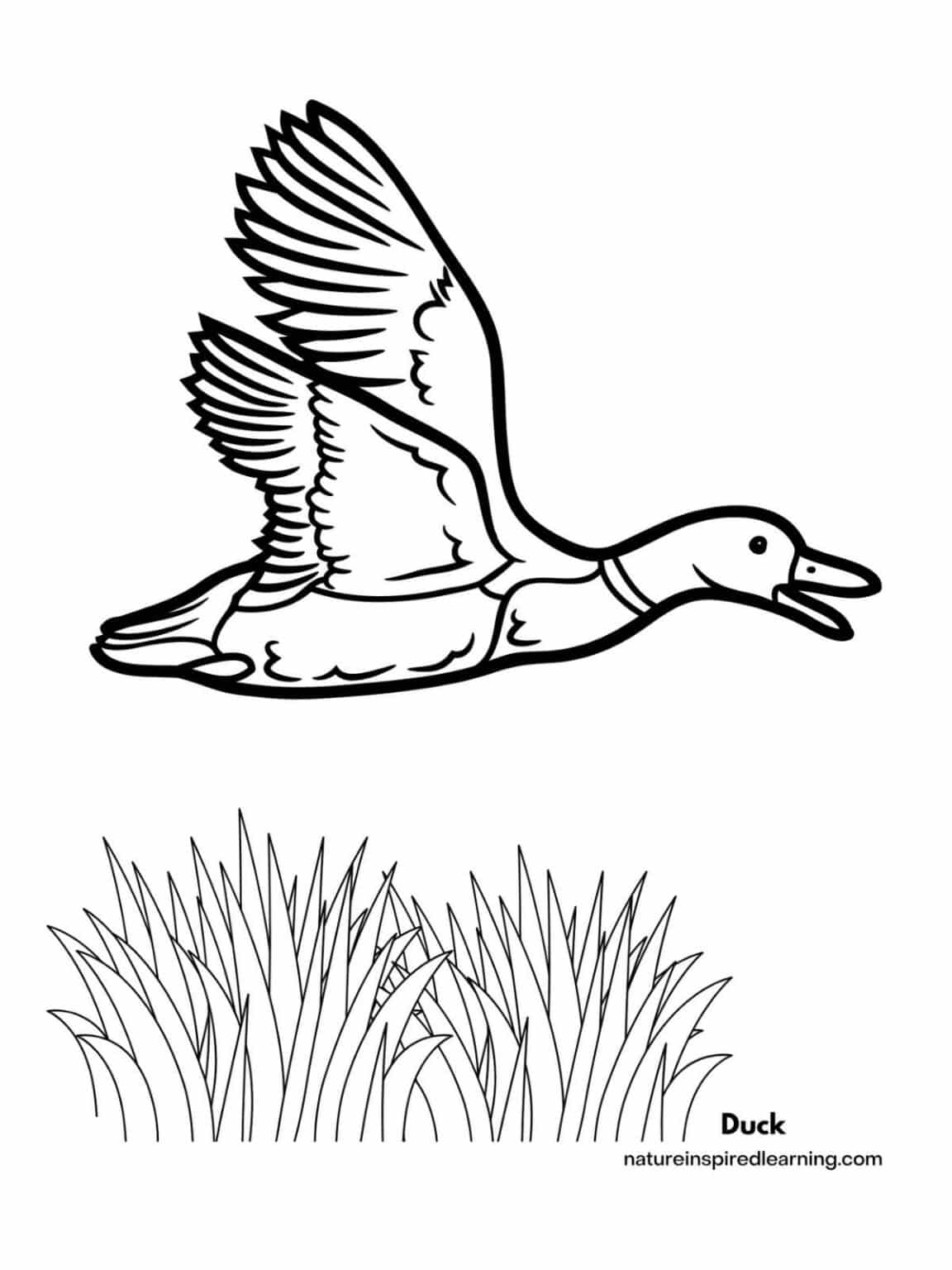 Realistic Duck Coloring Pages - Nature Inspired Learning