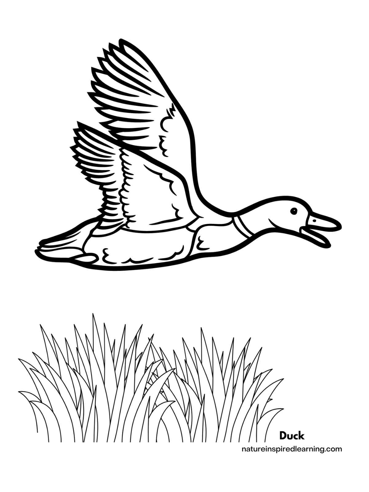 Realistic Duck Coloring Pages - Nature Inspired Learning