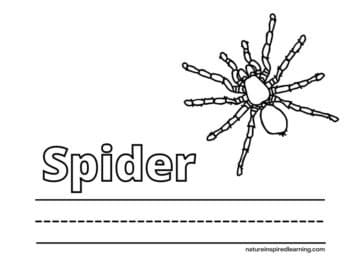Spider Coloring Pages - Nature Inspired Learning
