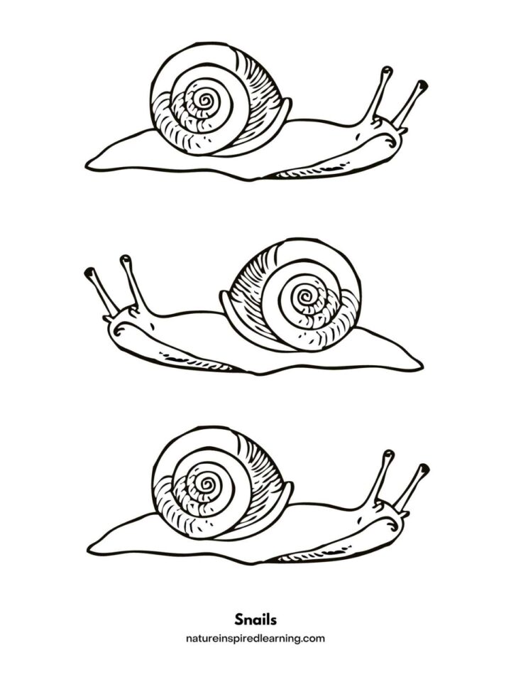 Snail Coloring Pages - Nature Inspired Learning