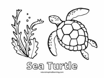Beautiful Sea Turtle Coloring Pages - Nature Inspired Learning