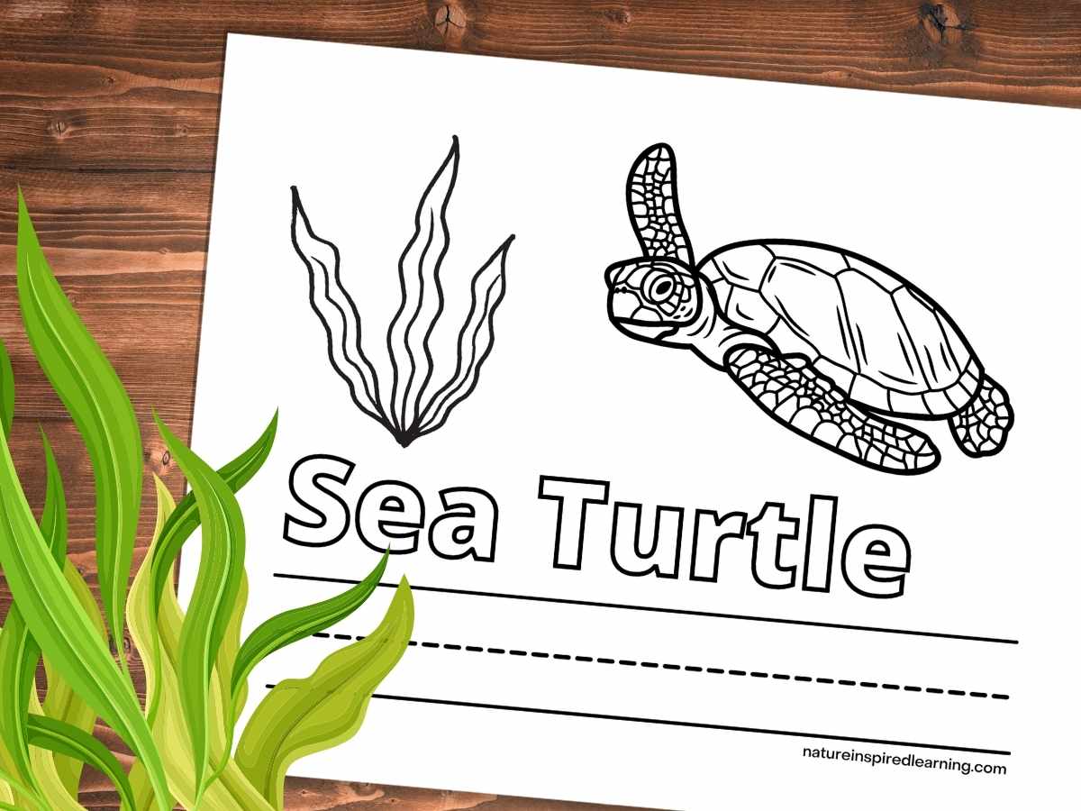 Beautiful Sea Turtle Coloring Pages - Nature Inspired Learning