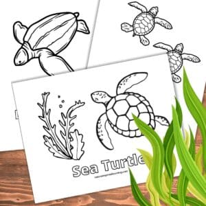 Coral Reef Coloring Pages for Kids - Nature Inspired Learning