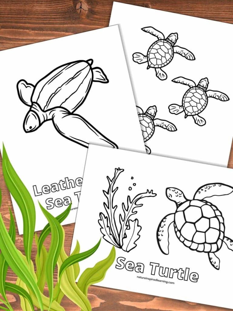 Beautiful Sea Turtle Coloring Pages - Nature Inspired Learning