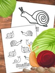 Snail Coloring Pages - Nature Inspired Learning