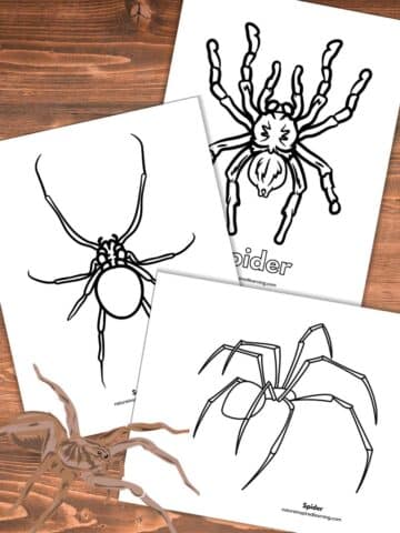 Spider Coloring Pages - Nature Inspired Learning