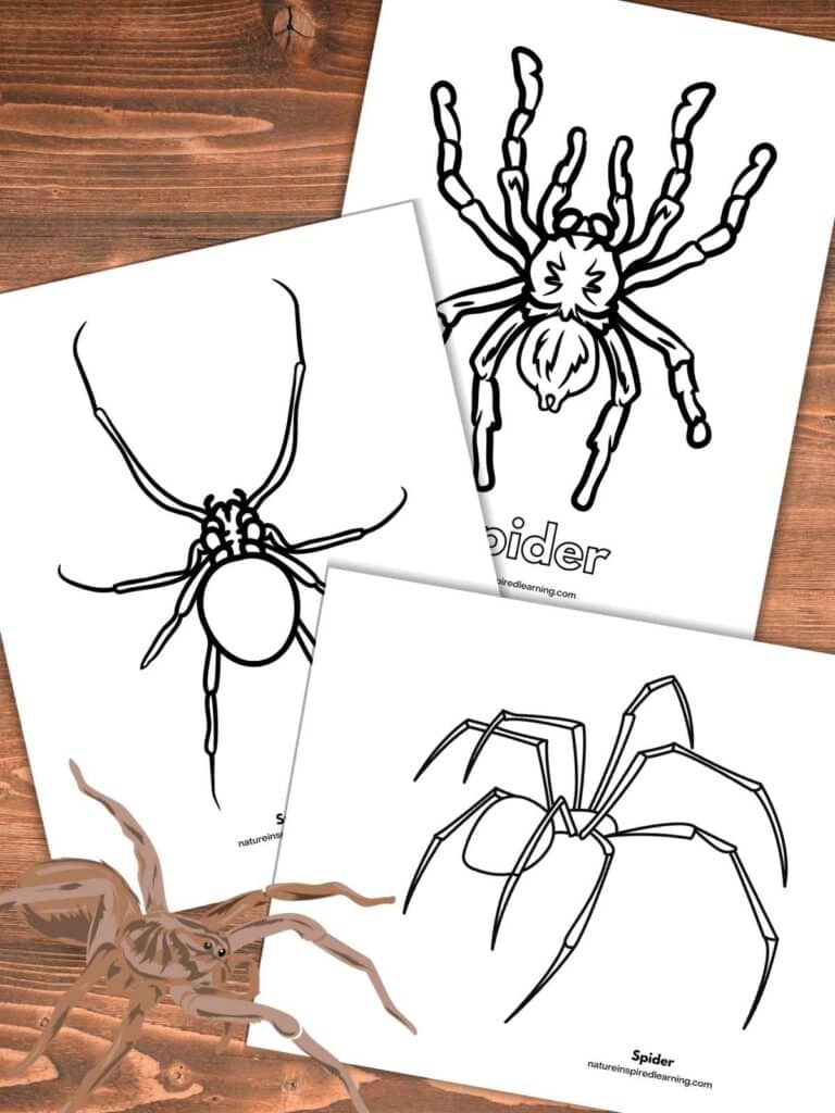 Spider Coloring Pages - Nature Inspired Learning