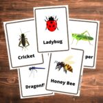 The Best Insect Flashcards - Nature Inspired Learning